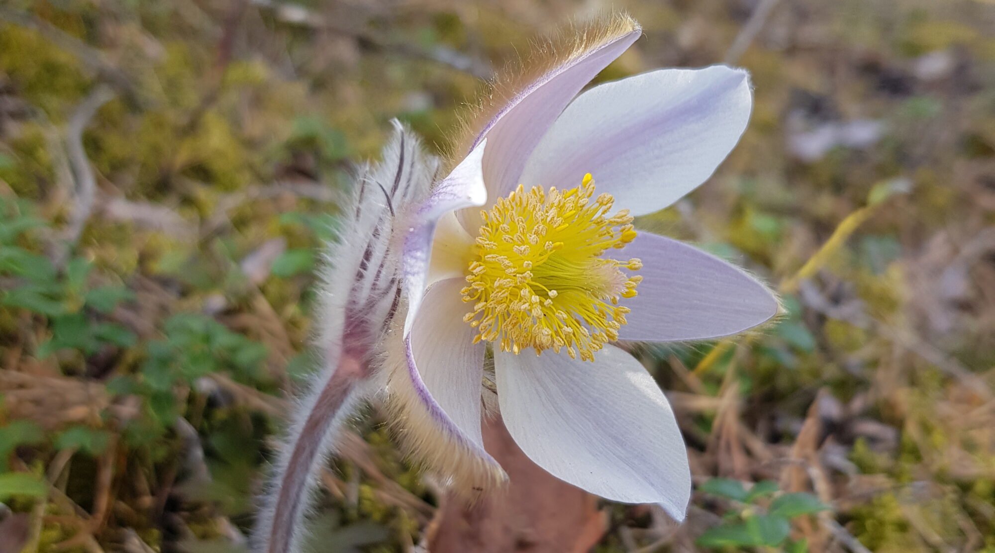 Turer & arrangementer – Norsk Botanisk Forening